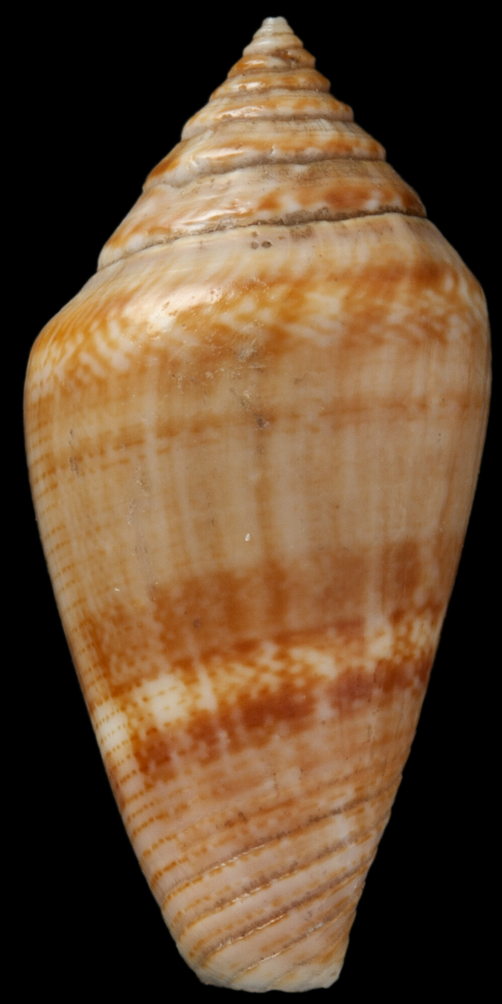Conus desidiosus