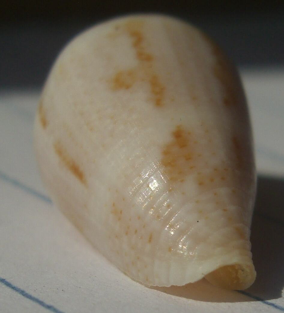 Conus mediterraneus